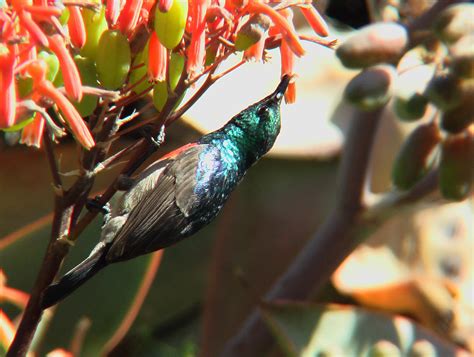 Download Wallpaper For 3840x2160 Resolution Collared Sunbird