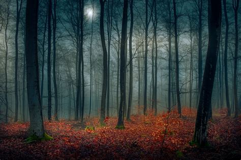 Autumn Forest Night Free Photo On Pixabay