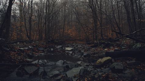 Dark Autumn Forest Wallpapers Top Free Dark Autumn Forest Backgrounds