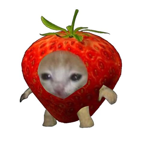 Strawberry Cat Pretty Cats Cat Memes Silly Cats Pictures