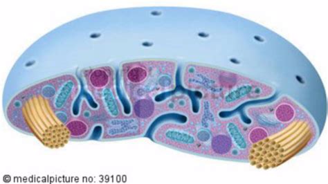 Trombociti Piastrine Doccheck