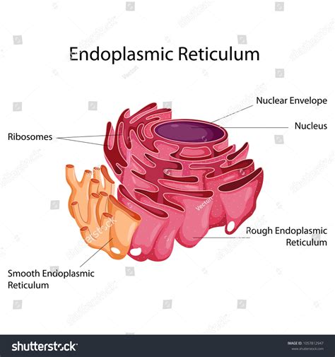 568 Endoplasmic Reticulum Vector Görseli Stok Fotoğraflar Ve Vektörler Shutterstock