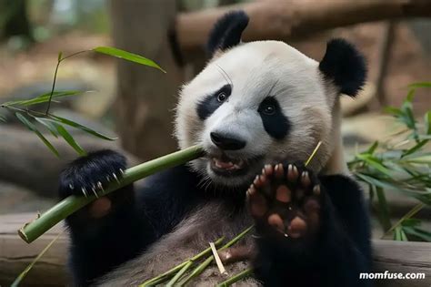 350 Heartwarming Panda Names For Your Perfect Companion