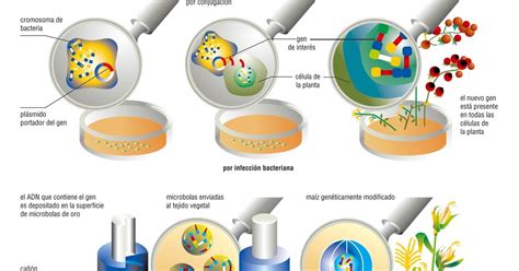 Diabetes Mellitus Ejemplo De Adn Recombinante En La Naturaleza Y