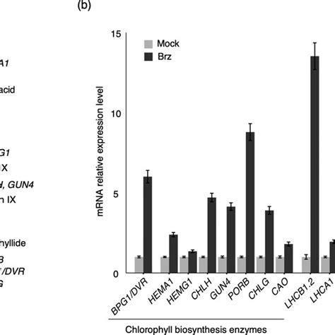 Expression Of Genes That Encoded Chlorophyll Biosynthesis Enzymes
