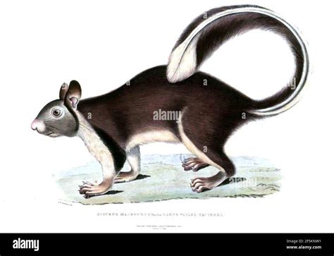 Ratufa Macroura Banque Dimages Détourées Alamy