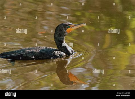 Double Crested Cormorant Breeding Plumage Sanibel Florida Usa
