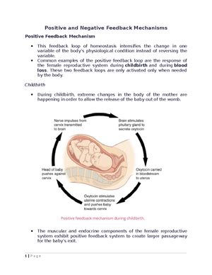 Positive And Negative Feedback Mechanisms Common Examples Of The Positive Feedback Loop Are