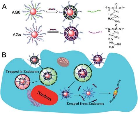 Scheme 2 A Formation Of Biodegradable Cationic Micelles Selfassembled