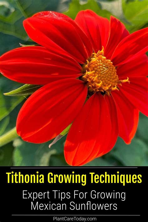 Mexican Sunflower Care How To Grow Tithonia Plants Mexican Sunflower
