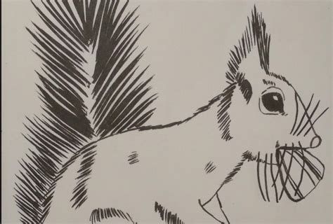 Squirrel Skillshare Student Project