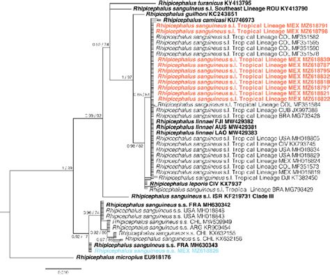Bayesian Inference Phylogenetic Compress Analysis Of The 16s Rdna