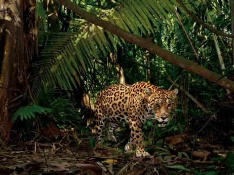 On The Trail Of Big Cats