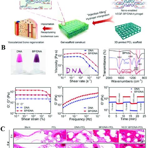 A Schematic Illustration Of The Integration Of A 3d Printed Pcl Download Scientific Diagram
