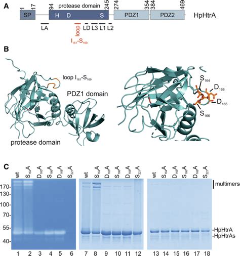 The Allosteric Ligand Binding Loop Is Important For Htra Oligomer Download Scientific Diagram