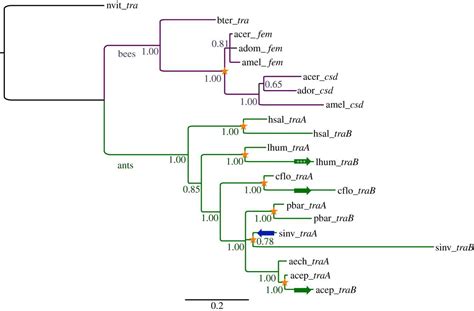 Duplication And Concerted Evolution In A Master Sex Determiner Under Balancing Selection