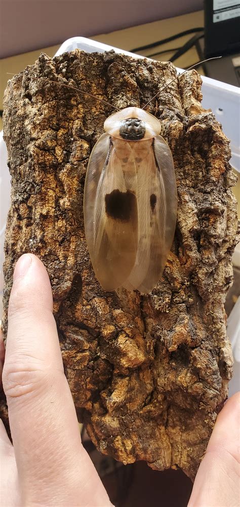 Blaberus Giganteus The Giant Cave Roach — The Wild Martin