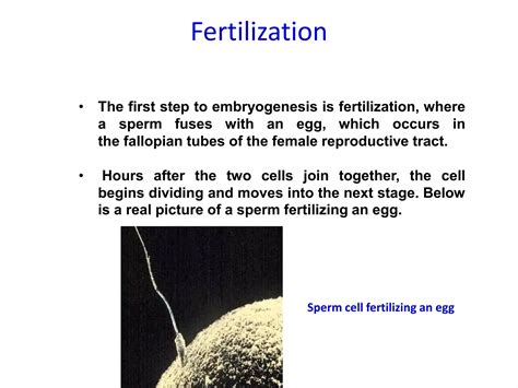 Embryogenesis And Lactation Pptx