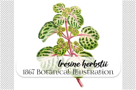 Botanical Iresine Herbstii Graphic By Surfnostalgia · Creative Fabrica