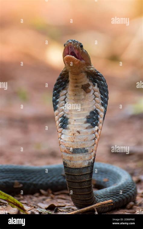 Equatorial Spitting Cobra