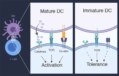 The Maturation Status Of Dendritic Cells Dcs Determines T Cell