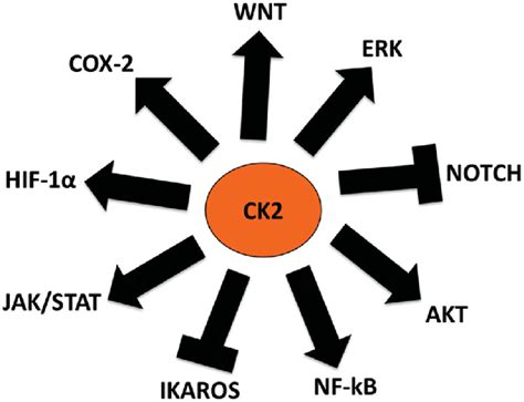 Inflammatory And Oncogenic Signaling Pathways Regulated Either