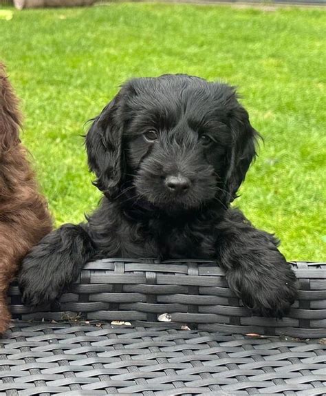 10 Week Old Cockapoo Puppies For Sale In Swinton Greater Manchester