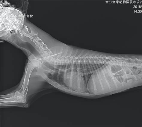 宠物医师网