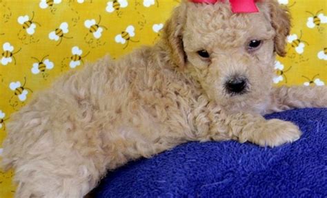42 Cockapoo Puppies Dogs For Sale In California City California