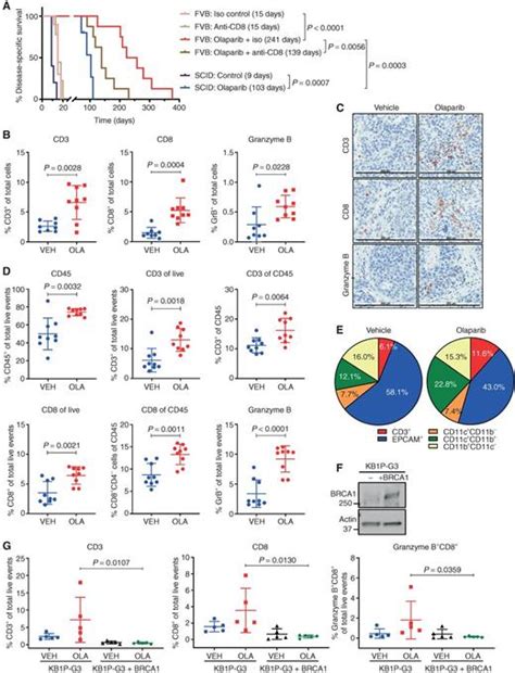 Parp Inhibitor Efficacy Depends On Cd8 T Cell Recruitment Via