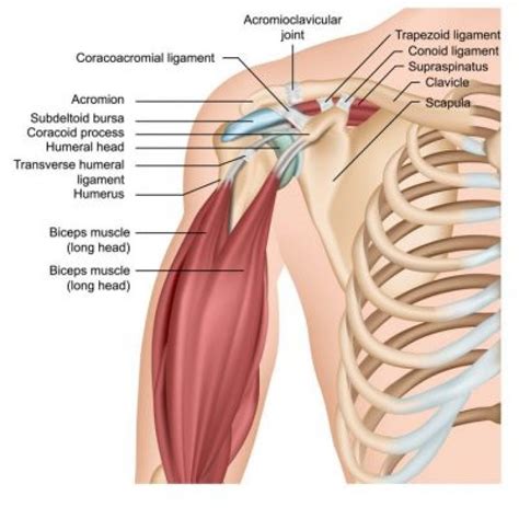Tendons And Ligaments In The Arm