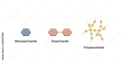 Differences Between Monosaccharide Disaccharide And Polysaccharide Glucose Maltose And Starch