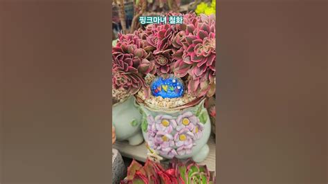 핑크마녀 철화 25324 멜로디다육 다육이 골든다육 핑크마녀철화포레스텔라 Youtube