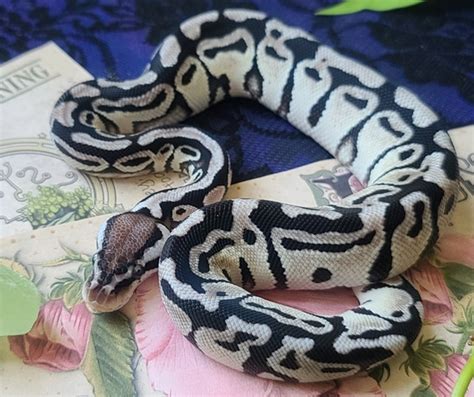 Pastel Axanthic Tsk Het Clown Ball Python By Moonlit Morphs
