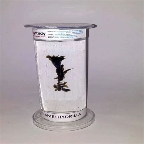 Acrylic Biological Specimen Jar 500 Ml At ₹ 140piece In Kolkata Id
