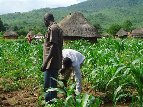 5 Most Profitable Farming Businesses In Nigeria Olatorera Consultancy