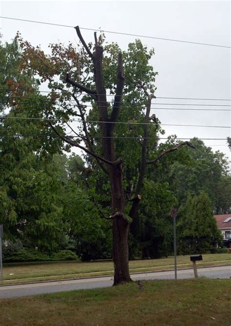 Proper Tree Spacing And Selection