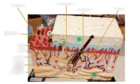 Dermis Diagram Quizlet