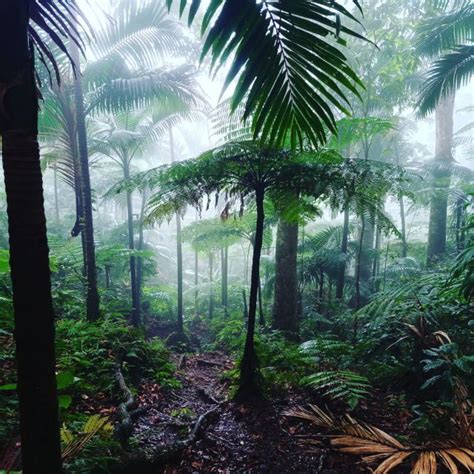 Scenic Rainforest Hike Odyssey Magazine