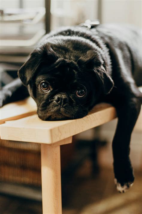 English Vocabulary Terms And Expressions For Being Lazy By Easygoing