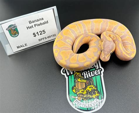 Male Banana Het Piebald Ball Python By Whiskey River Reptiles