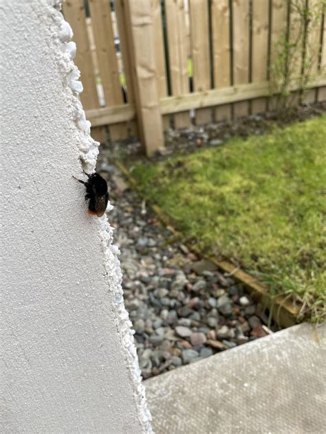 Help With Bumble Bee Identification Perth Scotland Rbees