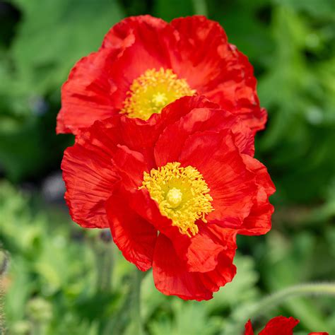Iceland Poppy Champagne Bubbles Scarlet F1 Seeds Papaver Nudicaule