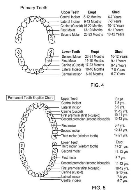 Eruption Chart Of Primary Teeth