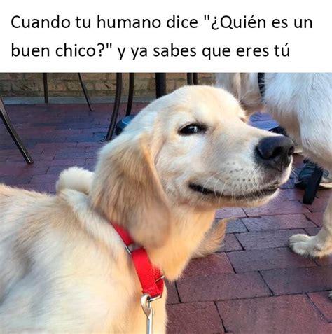 15 Memes De Perritos Que Solo Te Harán Reír Si Amas A Firuláis