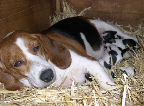 Chiot Beagle Chiots Beagles Chasse Compagnie Eleveur De Beagle Eleveurs