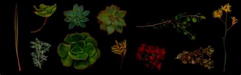 The Ultimate Guide To Phenetics