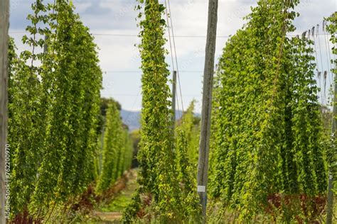 Hops Crop Growing In A Field On A Farm In Australia Beer Hops Plant