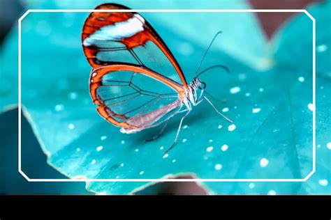 Blue Glasswing Butterfly Glasswing Butterfly Australia Hi Res Stock