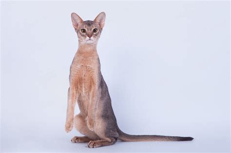 Абиссинская кошка виды окрасов - картинки и фото koshka.top